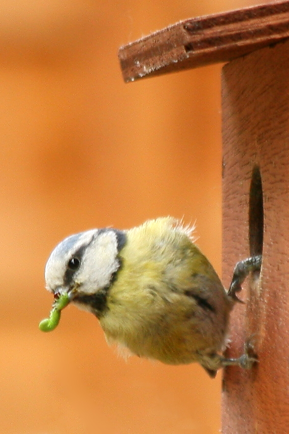 Help het onderzoek naar sterfte bij jonge mezen